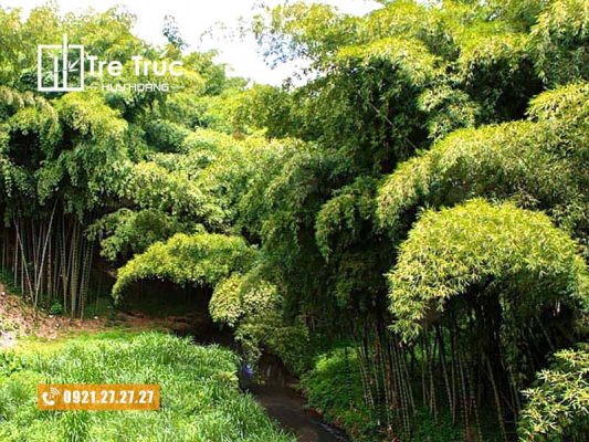 Tài nguyên tre Việt Nam: diện tích và trữ lượng thực tế